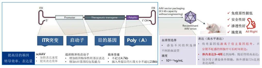 【新品AAV-B10】 AAV在跨血脑屏障中的应用 - 知乎