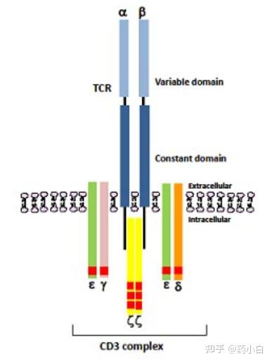 CD3在研药物管线-全球竞争格局-深度解析 - 知乎