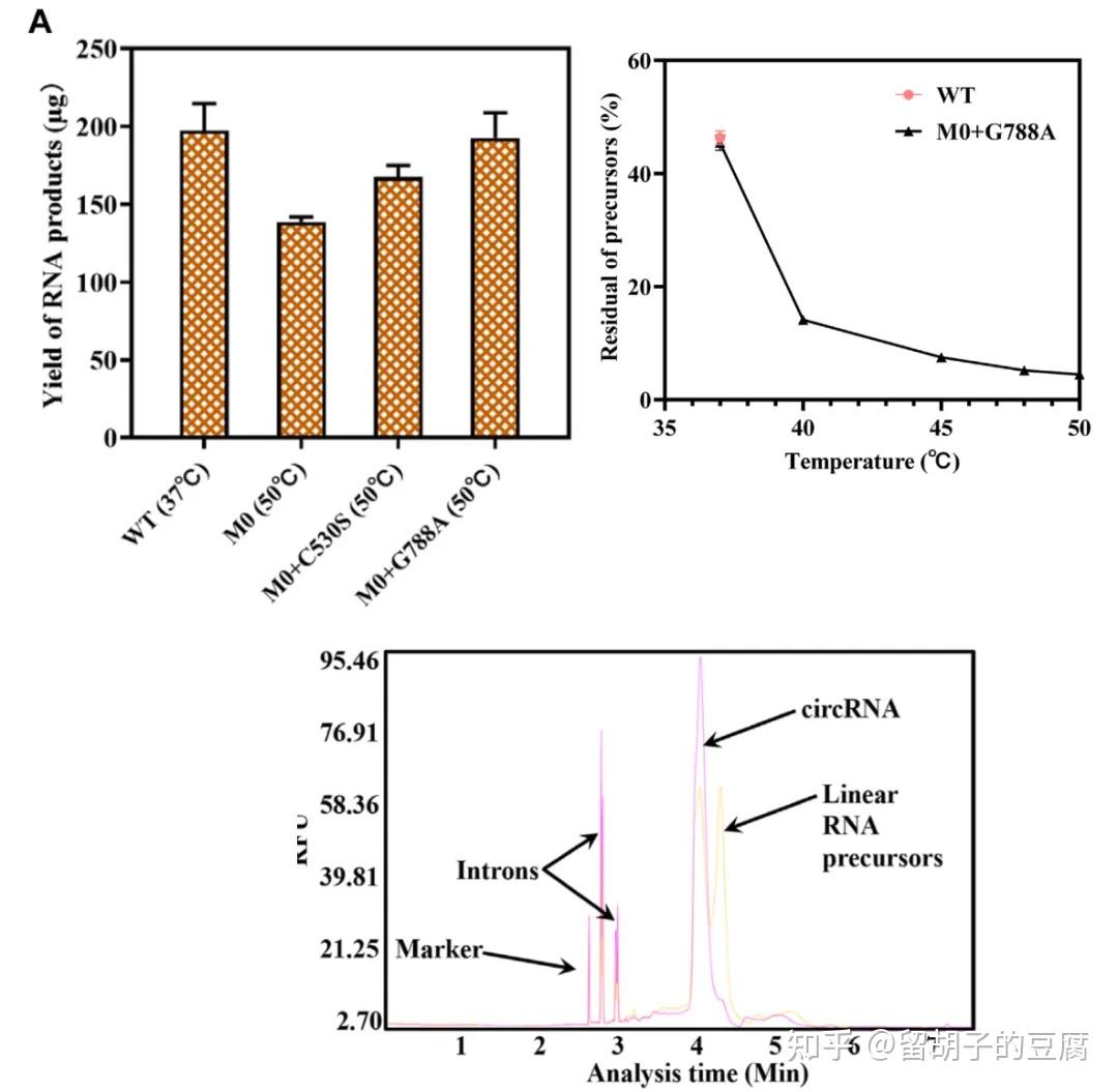 耐高温T7 RNA 聚合酶仅凭一步IVT反应高效合成circRNA - 知乎
