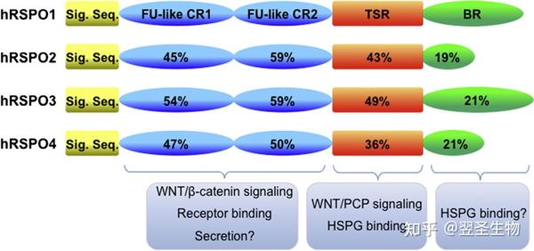 RSPO1-类器官培养的关键细胞因子 - 知乎