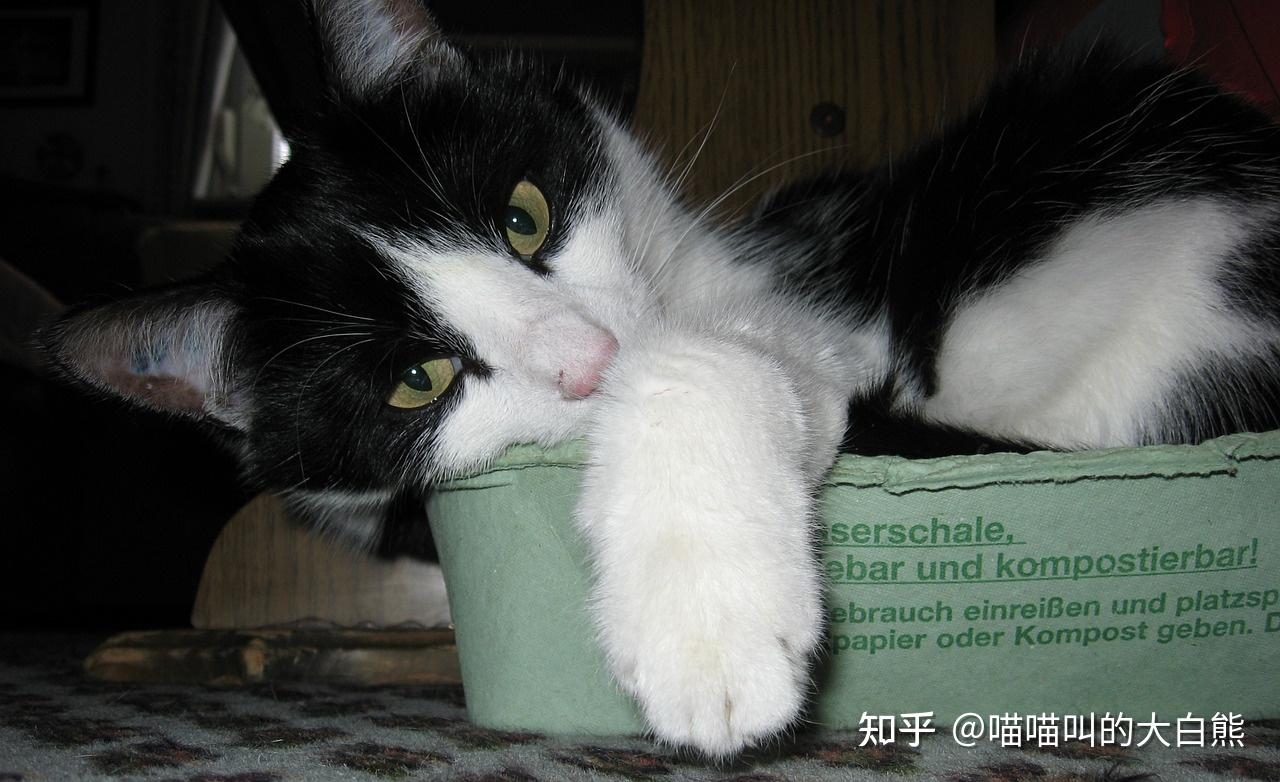 大白熊的养猫小常识06:猫屎为什么那么臭? 知乎