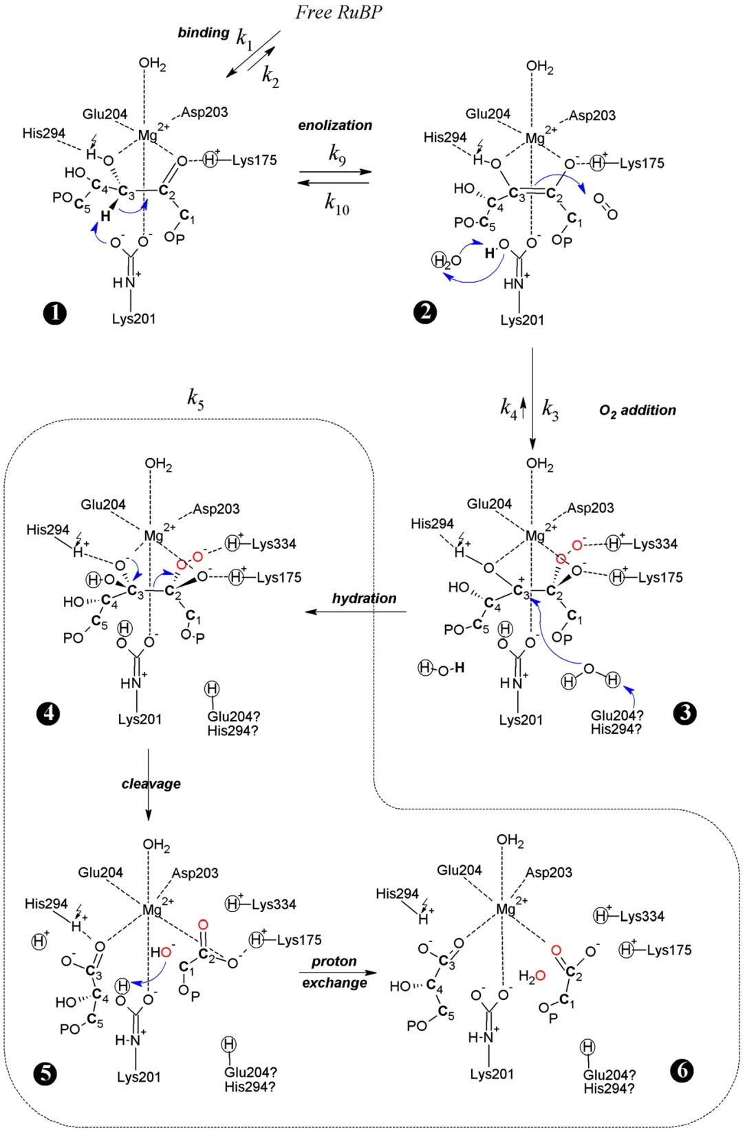 聊聊RuBisCO - 知乎
