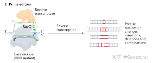 精确和高适用性基因编辑方法 Prime Editor综述介绍（1） - 知乎