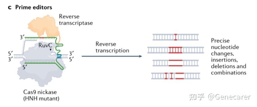 精确和高适用性基因编辑方法 Prime Editor综述介绍（1） - 知乎