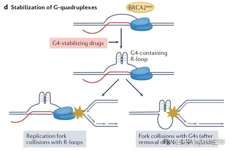 万字综述：R-Loops和RNA-DNA杂合片段的起源、机制及生物学意义 - 知乎