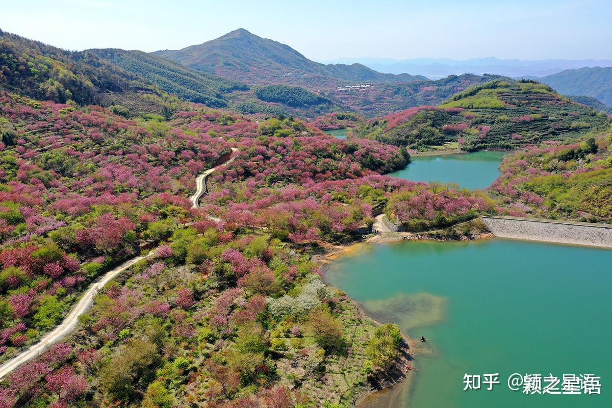 又是一年樱花烂漫时，十处赏樱地，浙东赏樱天花板 - 知乎