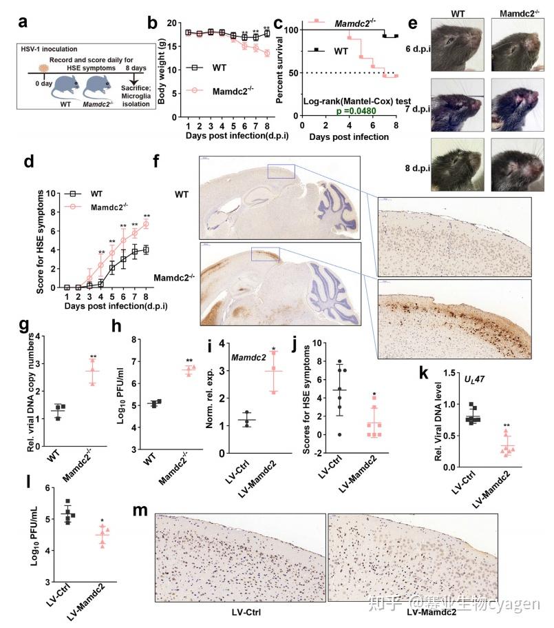 IF:38.63，MAMDC2介导的小胶质细胞先天性抗病毒免疫与阿尔茨海默症相关——暨南大学王一飞教授团队新发现 - 知乎