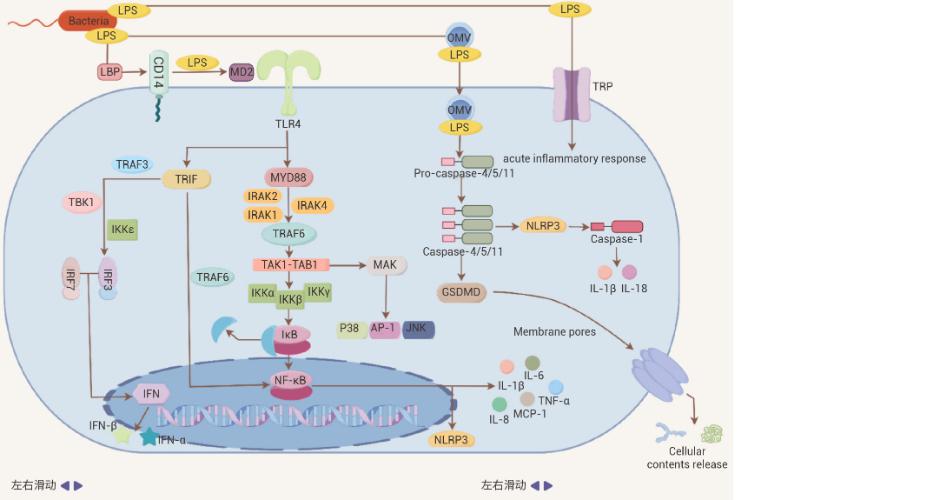 LPS 与炎症∶ 小小脂多糖 (LPS) 如何能轻松 "拿捏" 炎症造模_MedChemExpress(MCE 中国) - 知乎