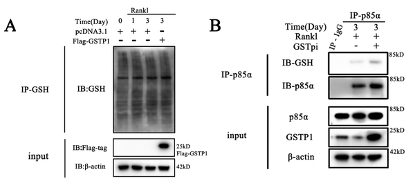 GSTP1介导的Pik3r1的S-谷胱甘肽化调控破骨细胞形成 - 知乎