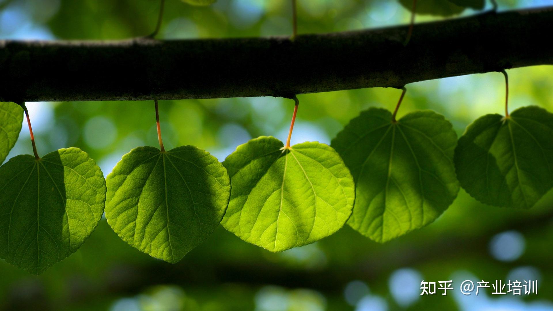 唯美绿色护眼电脑桌面高清壁纸分享 - 知乎