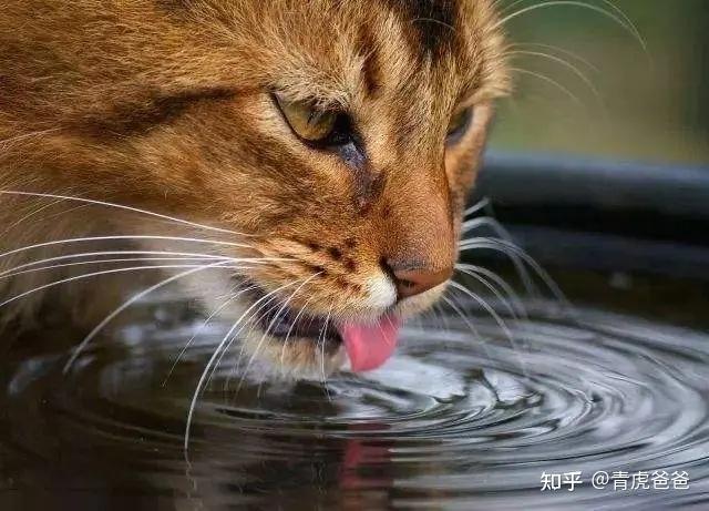 如何让猫多喝水 知乎