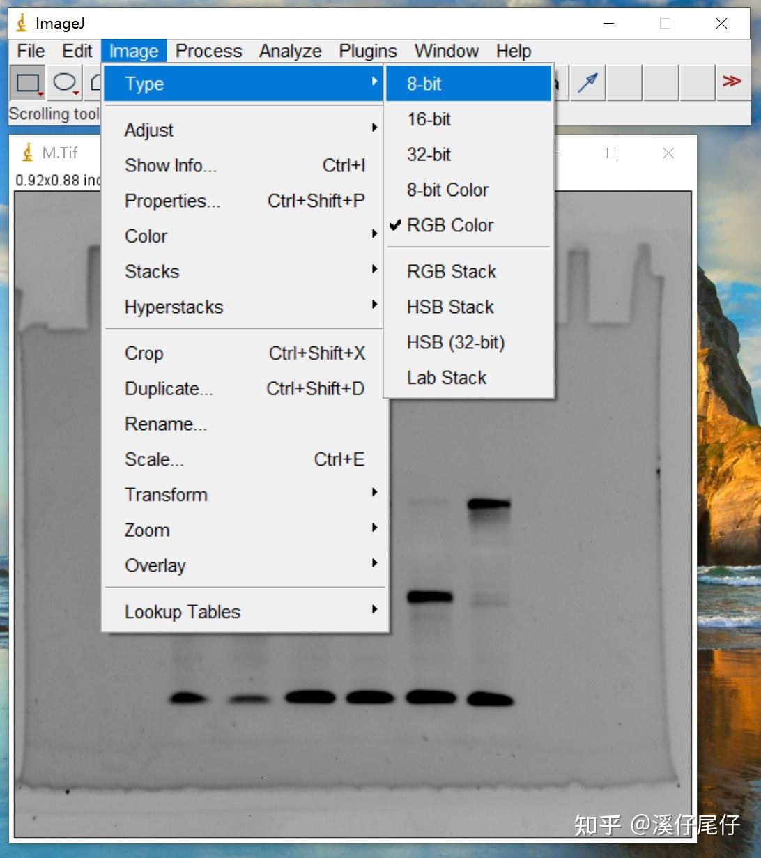 如何使用Image J进行条带灰度分析？ - 知乎
