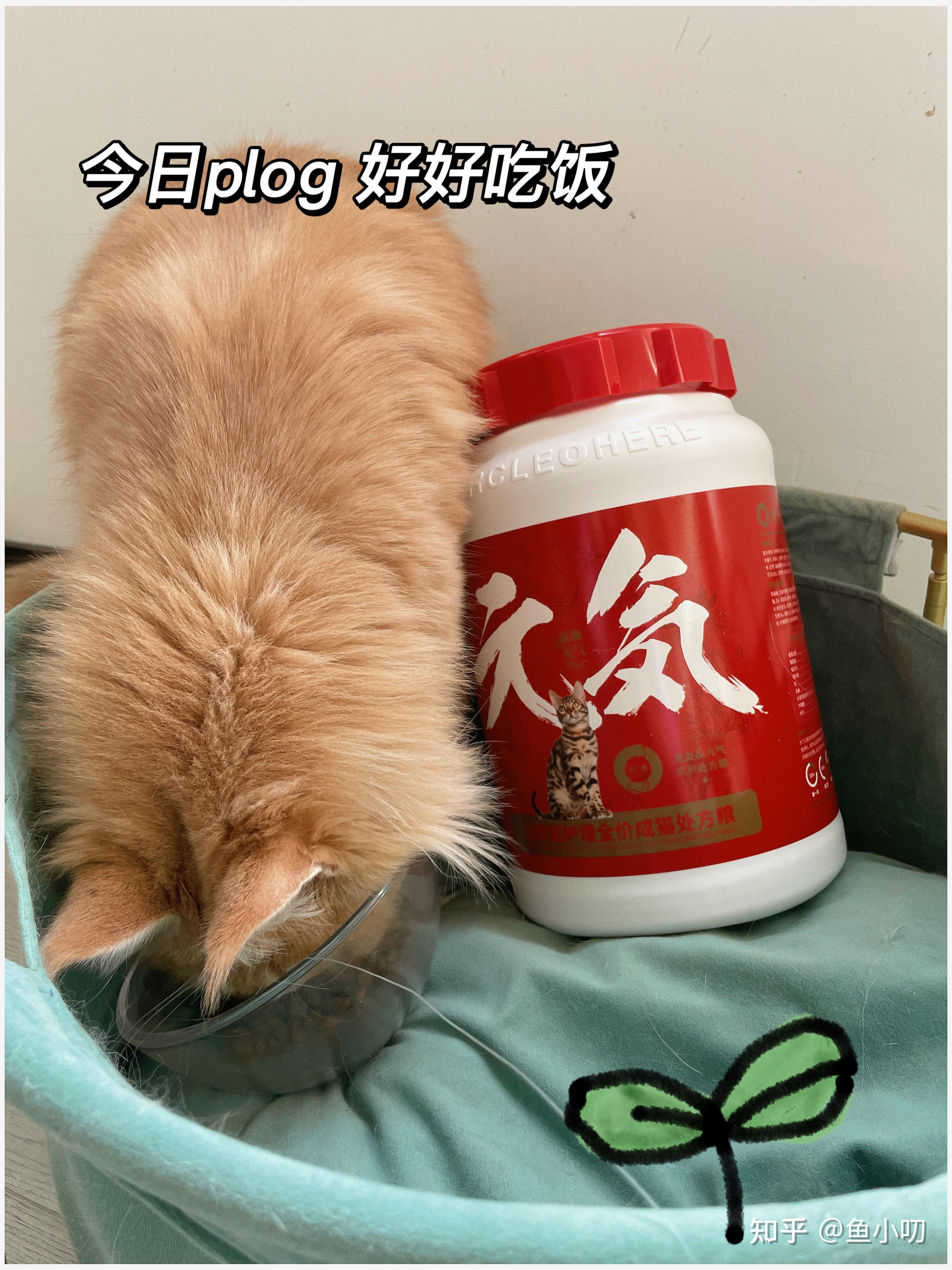 我家猫长的结石，靠吃泌尿道处方粮排出去了 知乎