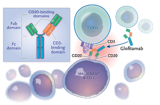 CD3/CD20双抗Glofitamab中国获批，R/R DLBCL再迎新疗法| 附CD3/CD20双抗研发布局！ - 知乎