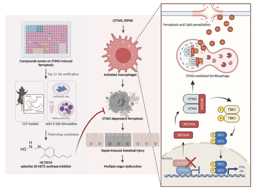 CDD丨STING 和 NCOA4 之间的相互作用通过调控巨噬细胞中的铁死亡和炎症反应加剧了脓毒症 - 知乎