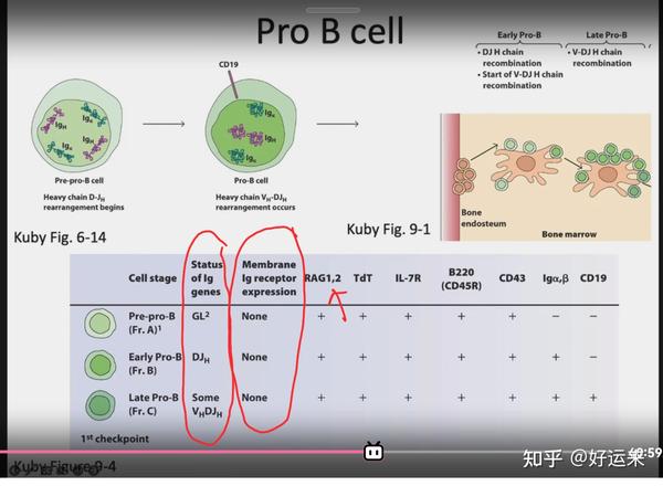 B细胞的发育1 - 知乎