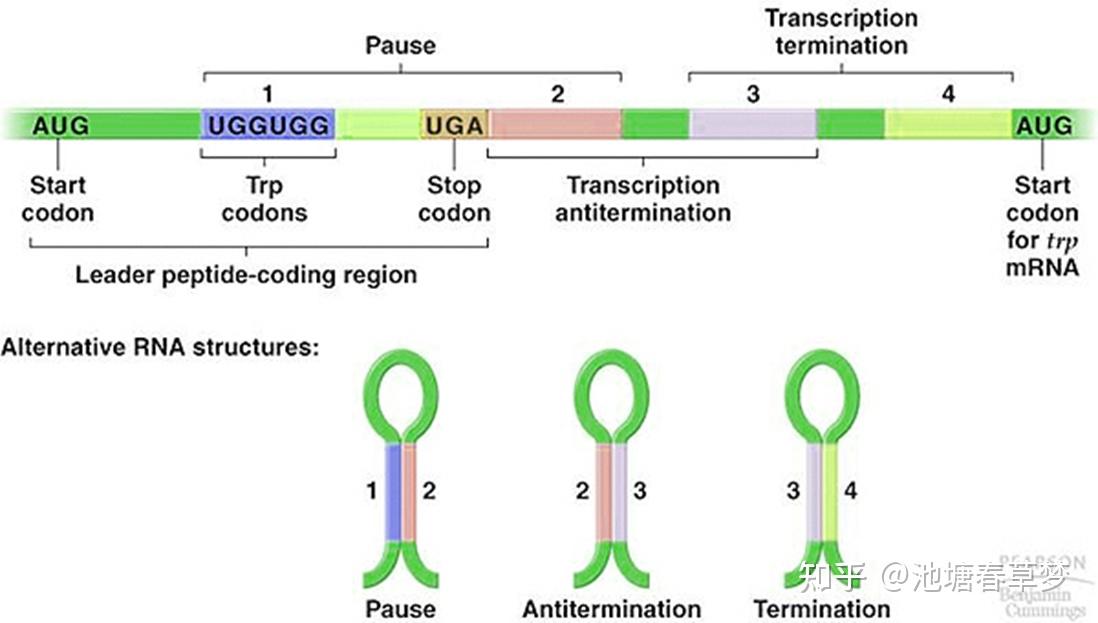 深入浅出原核基因表达调控（乳糖操纵子、色氨酸操纵子） - 知乎