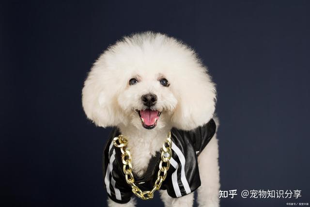 十种最好养的小型犬，小型犬排名前10名！ - 知乎