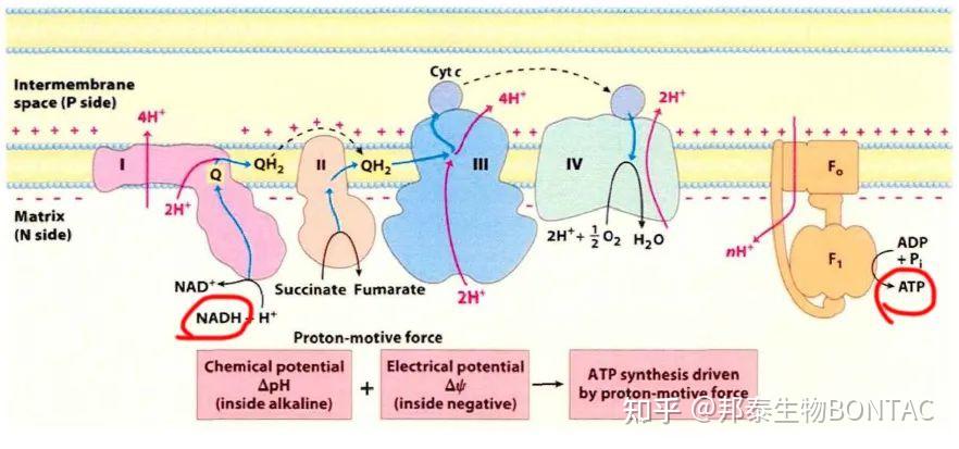 细胞能量通路已打通，那就尽情“燃烧”吧！我的NADH！ - 知乎