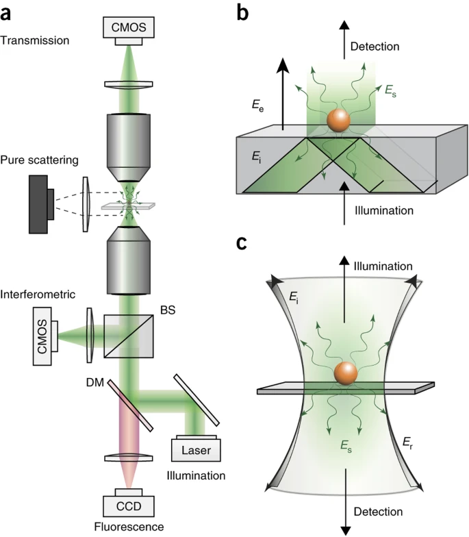 干涉散射显微术(Interferometric Scattering Microscopy) - 知乎