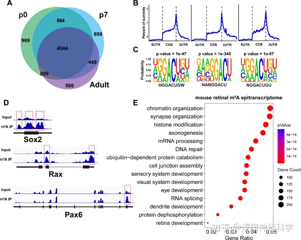 eLife︱中山大学中山眼科中心陈舒怡团队首次揭示神经祖细胞与神经胶质细胞状态转换的m6A表观转录调控机制 - 知乎