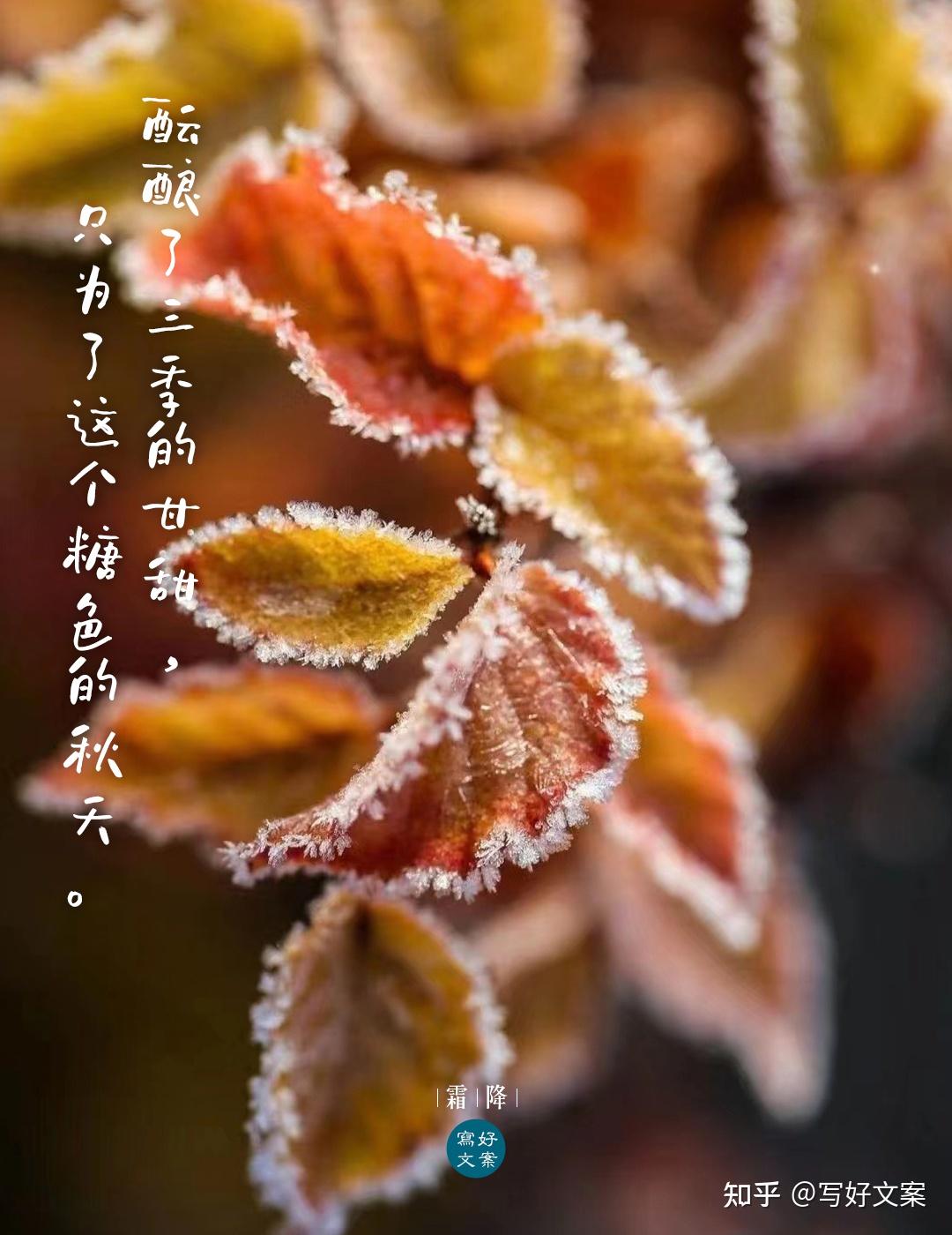 创意霜降文案,给你灵感 知乎