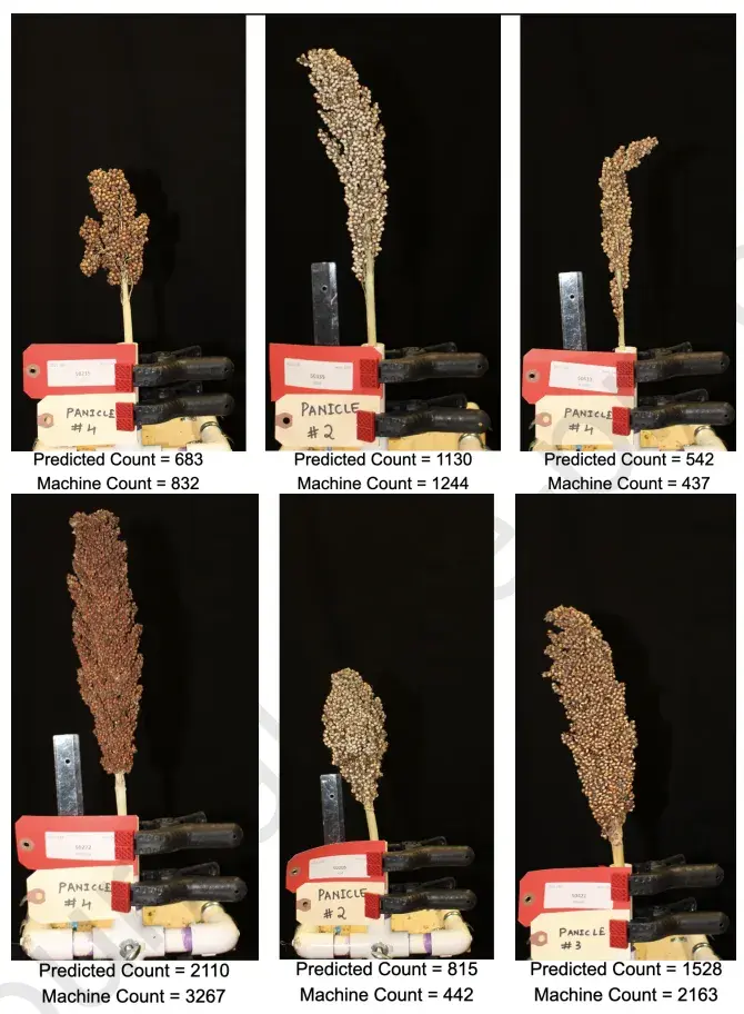 Sorghum-Grain-Count：一个大型图像数据集和高粱粒数估算基准 - 知乎