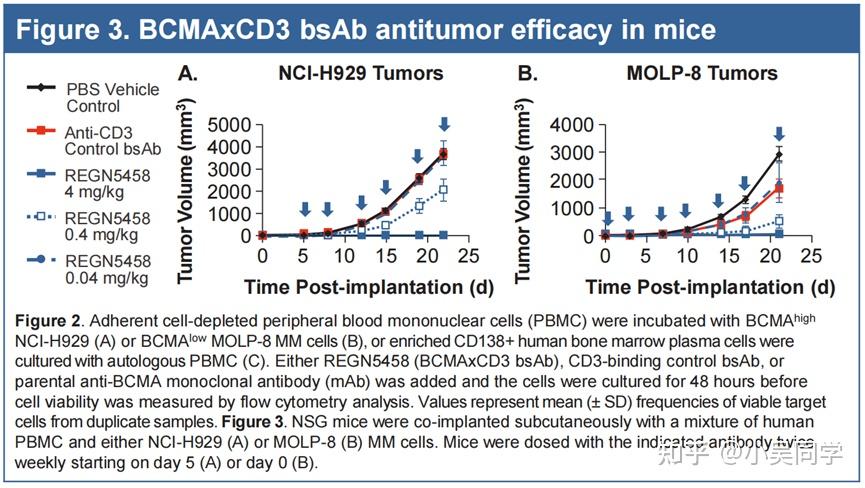 BCMA/CD3双抗技术梳理 - 知乎
