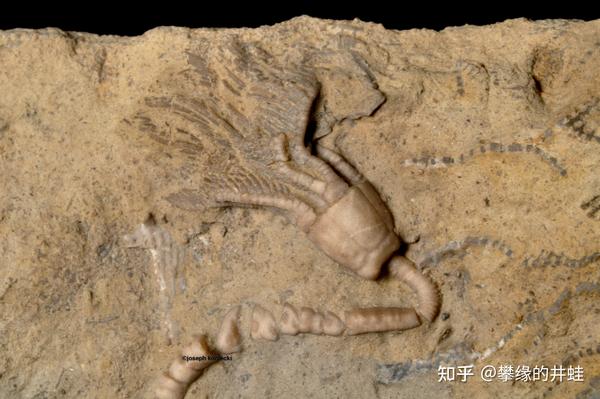 【地球演义】第二百七十四回 异界来客7：Alura Une - 知乎