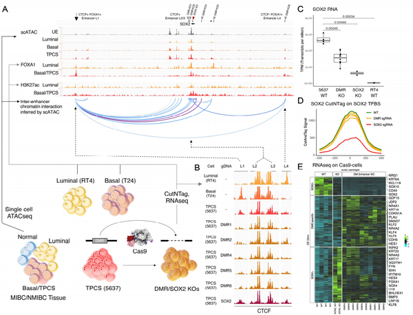 【文献解读】源井高效敲除慢病毒助力膀胱癌无创诊断——T1DMR、T2DMR DNA甲基化检测法 - 知乎