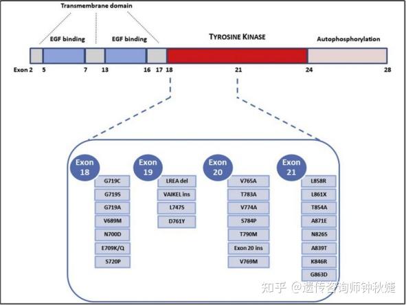 肺癌EGFR突变与靶向治疗 - 知乎