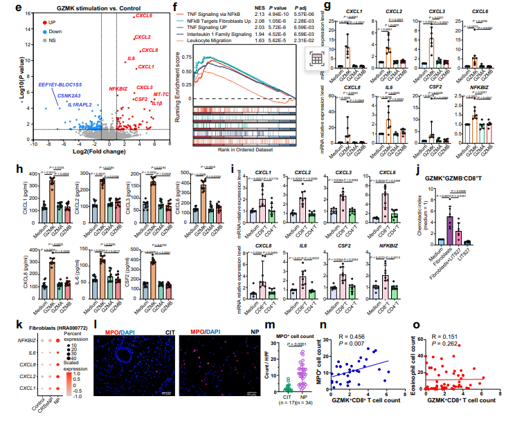 文献解读 | 10x 单细胞HD空转联合应用—揭示GZMK+CD8+ T细胞在鼻息肉中的促炎作用 - 知乎
