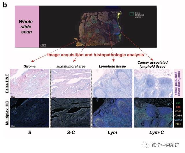 靶标分子检测 | 重新激活CD8+T淋巴细胞以提高胰腺癌PD-1免疫治疗疗效 - 知乎