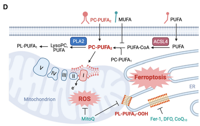Cell | 含两个多不饱和脂肪酸酰基尾的磷脂（PL-PUFA2s）促进铁死亡 - 知乎