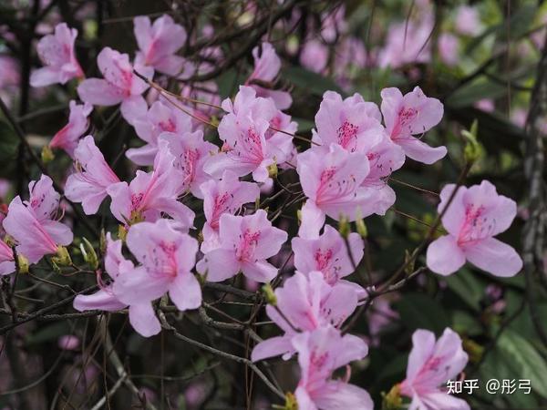 史上最全杜鹃花科普 - 知乎