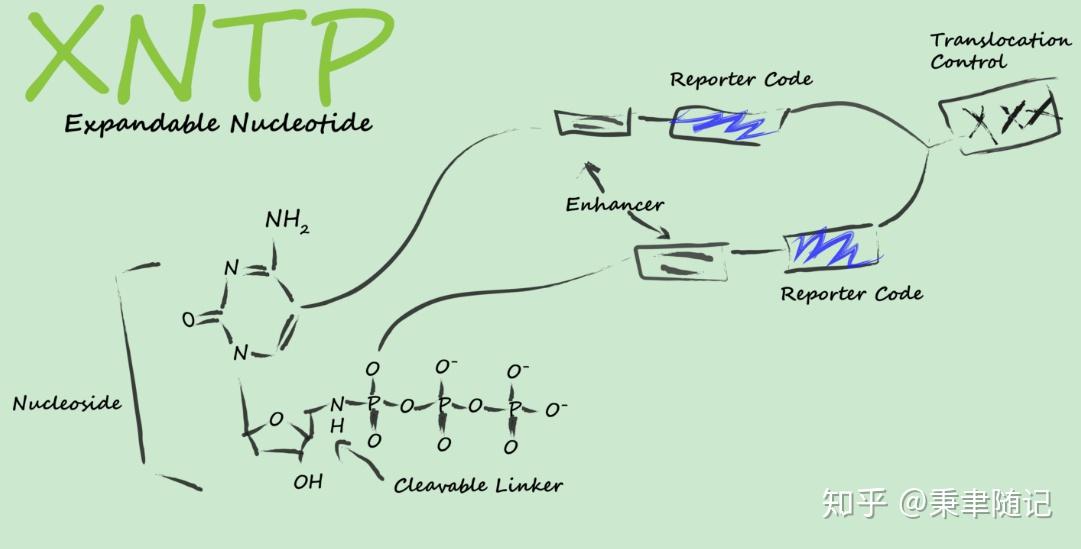 Stratos genomics的纳米孔三代测序平台 - 知乎