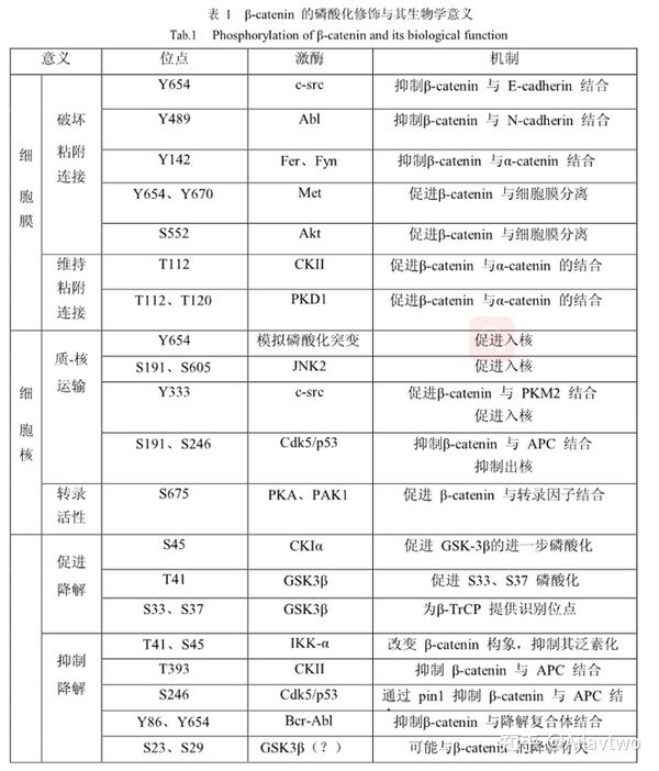 Wnt/β-catenin signaling - 知乎