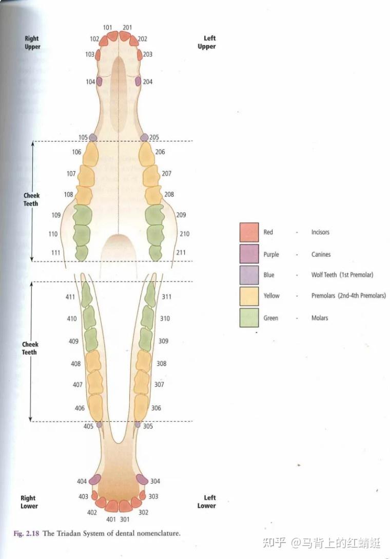 【科普】马牙齿的命名系统-Triadan Tooth Numbering System - 知乎