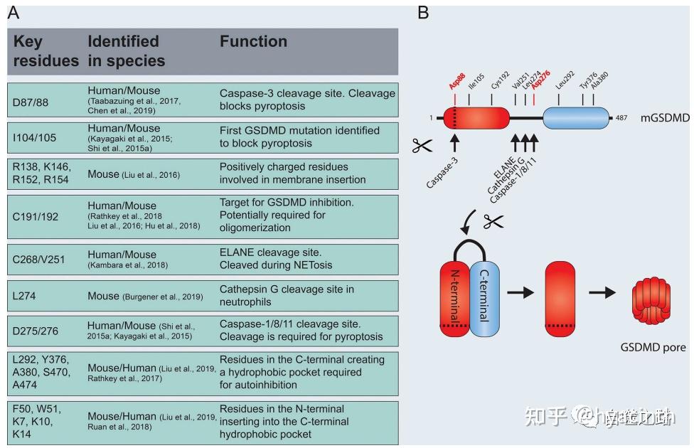 JEM|Gasdermins在免疫和炎症中的作用（综述） - 知乎