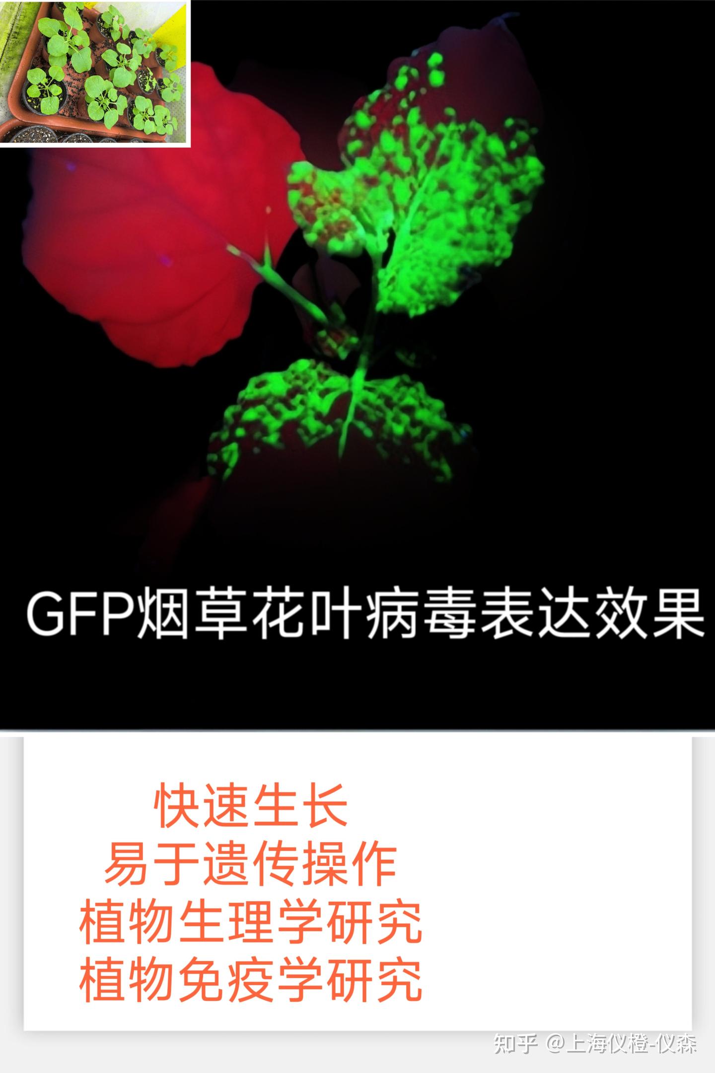 本氏烟植株和GFP烟草花叶病毒表达怎么选？ - 知乎