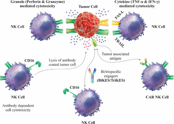 如何增强CAR-NK免疫治疗中CD16激活的ADCC？ - 知乎