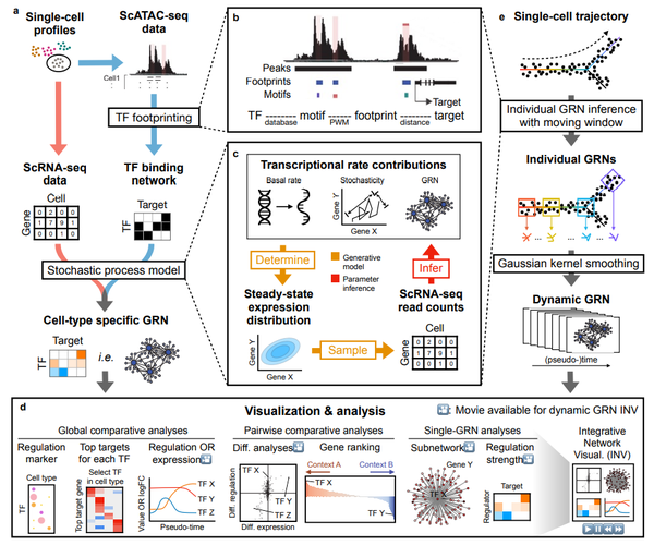 Dictys：单细胞多组学分析发育连续性的动态基因调控网络 - 知乎