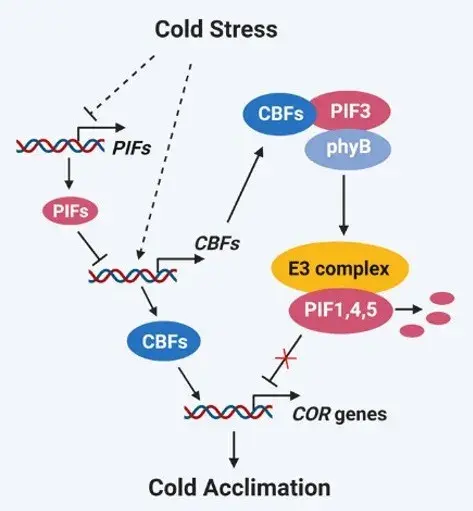 综述: 近年中国农业大学杨淑华团队在植物响应低温胁迫的分子机理研究中取得一系列重要进展 - 知乎