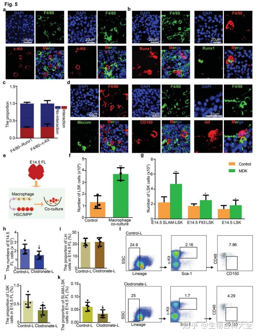 文献解读|胎儿肝脏中HSC/MPPs扩增单元的时空转录谱鉴定 - 知乎
