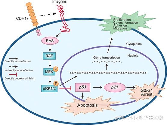 肠钙粘蛋白CDH17：单抗、双抗、CAR T“多管齐下”，胃肠道癌GIC重磅靶点！ - 知乎