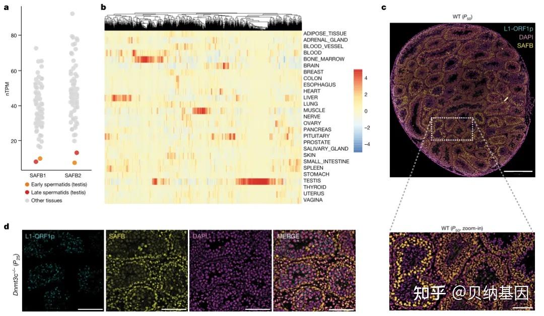 Nature顶刊详解｜Direct RNA测序助力解析基因组守护者SAFB蛋白精准调控自主转座子的内在机制 - 知乎