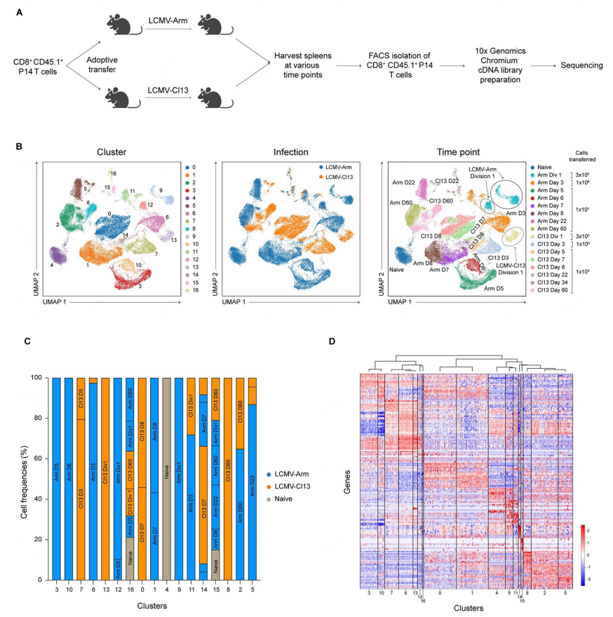 CD8 T细胞在感染过程中的转录和表观图谱 - 知乎