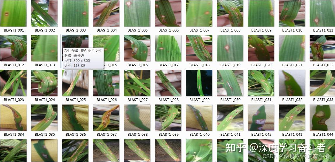 水稻叶病害识别（图像连续识别和视频识别python代码，pytorch框架） 知乎