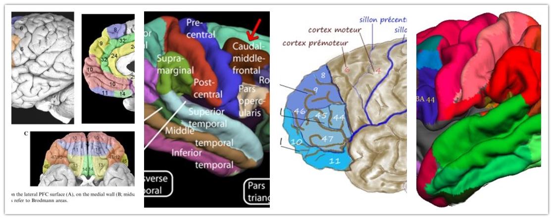 Prefrontal Cortex (gyrus)细致划分 - 知乎