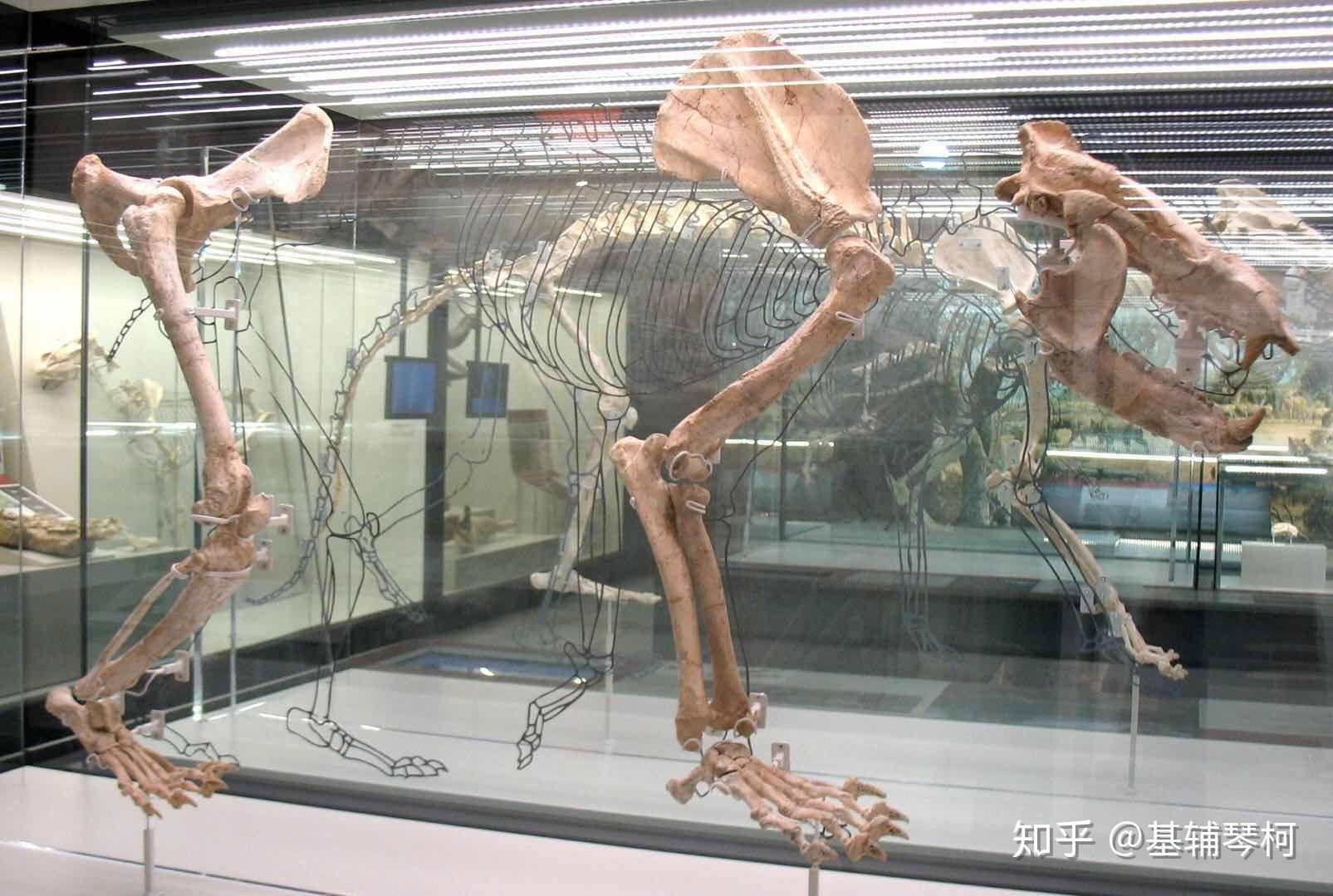 新生代巨兽猛兽与其他掠食者精简名录：古兽争锋榜（新近纪篇） - 知乎